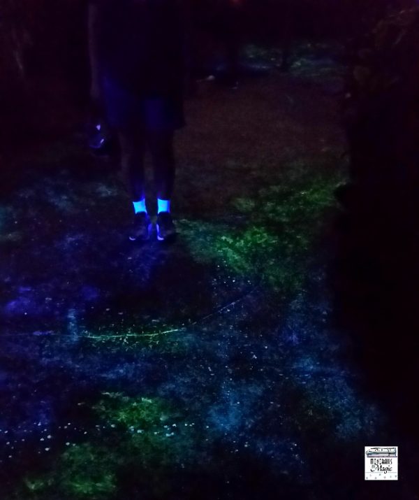 The Wonders of Disney's Animal Kingdom at Night - Monorails and Magic